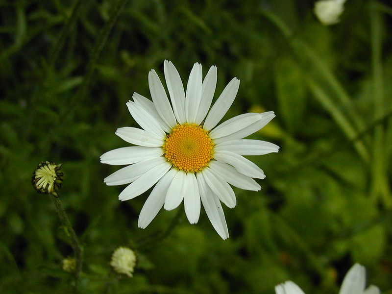 Introducing daisychain recordings with our first, by Greta | hanfod.NL